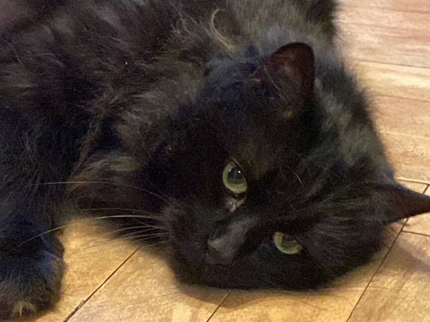 Котик в добрые руки