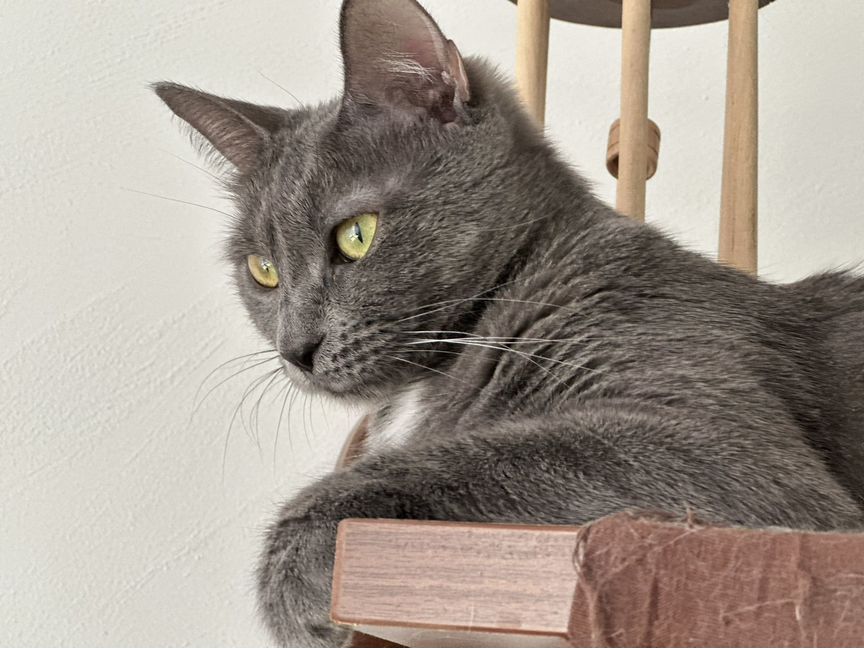 Кошка Лизи 2 года стерилизована