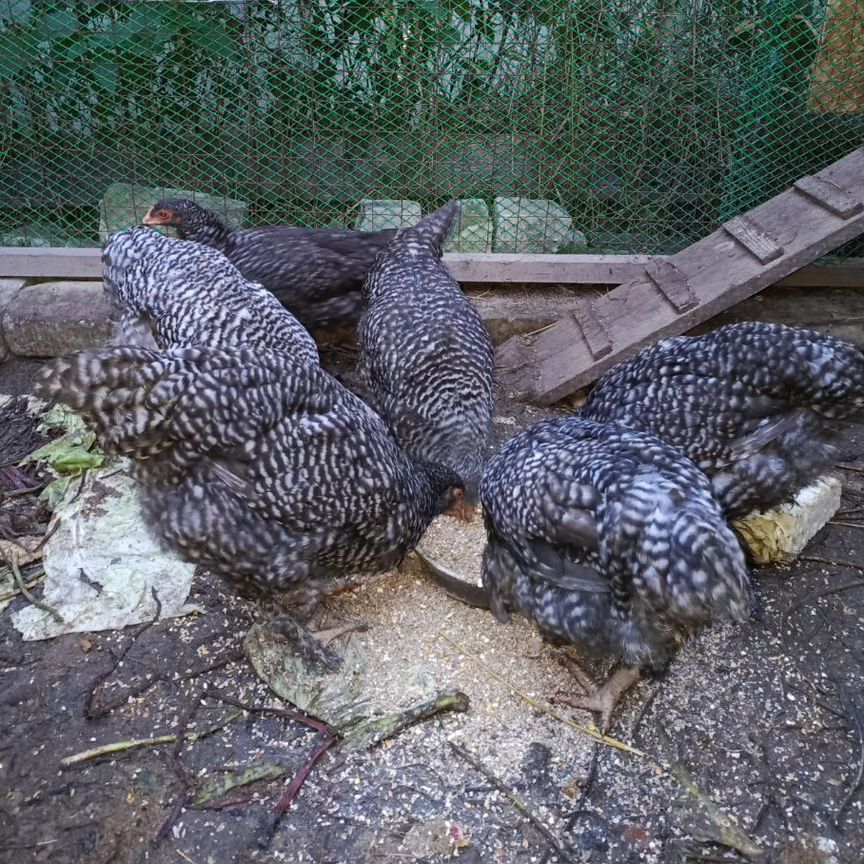 Куры молодки мехеленская кукушка