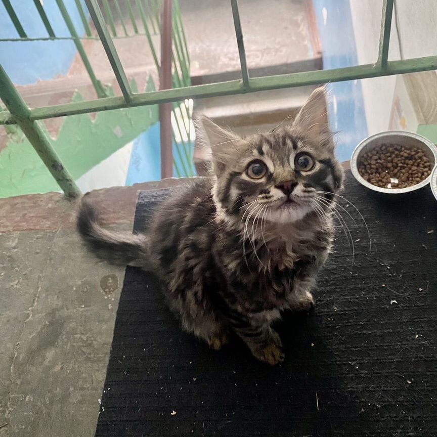 Котёнок в добрые руки