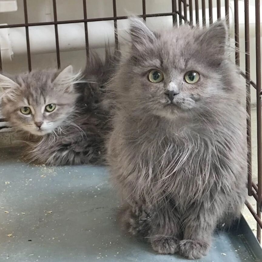Котята ищут хозяев. Отдадим в хорошие руки