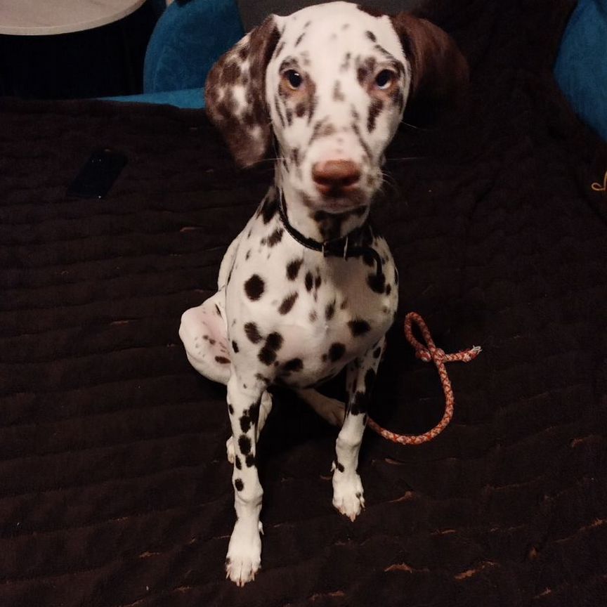 Далматин, щенок