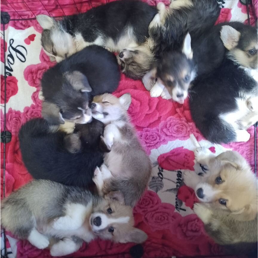 Вельш Корги Пемброк, щенок