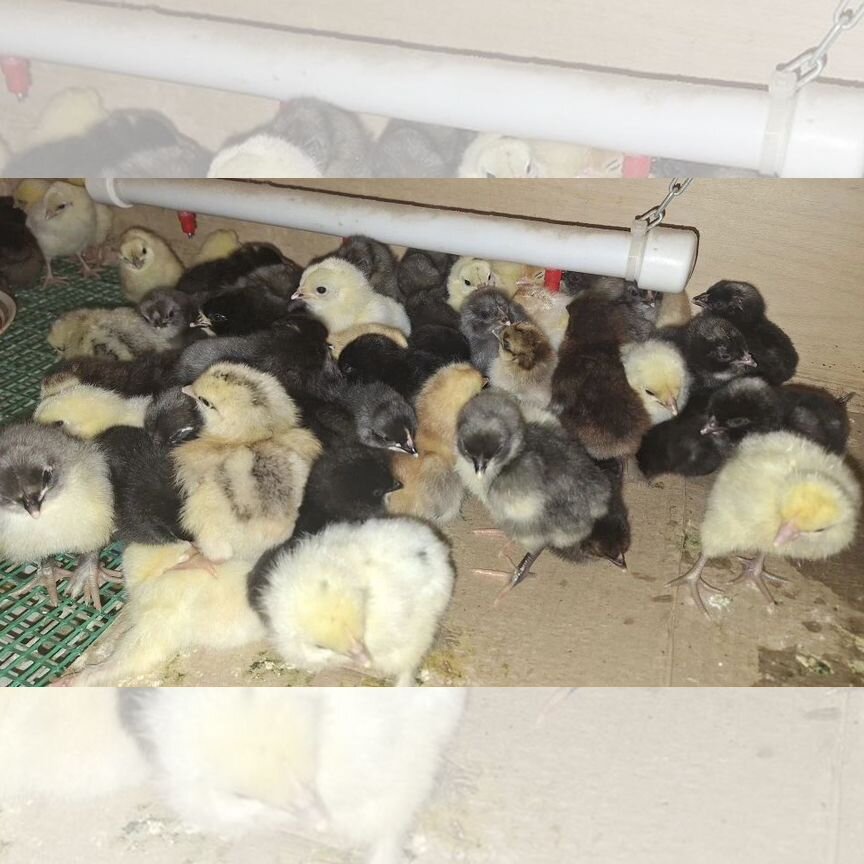 Цыплята несушки