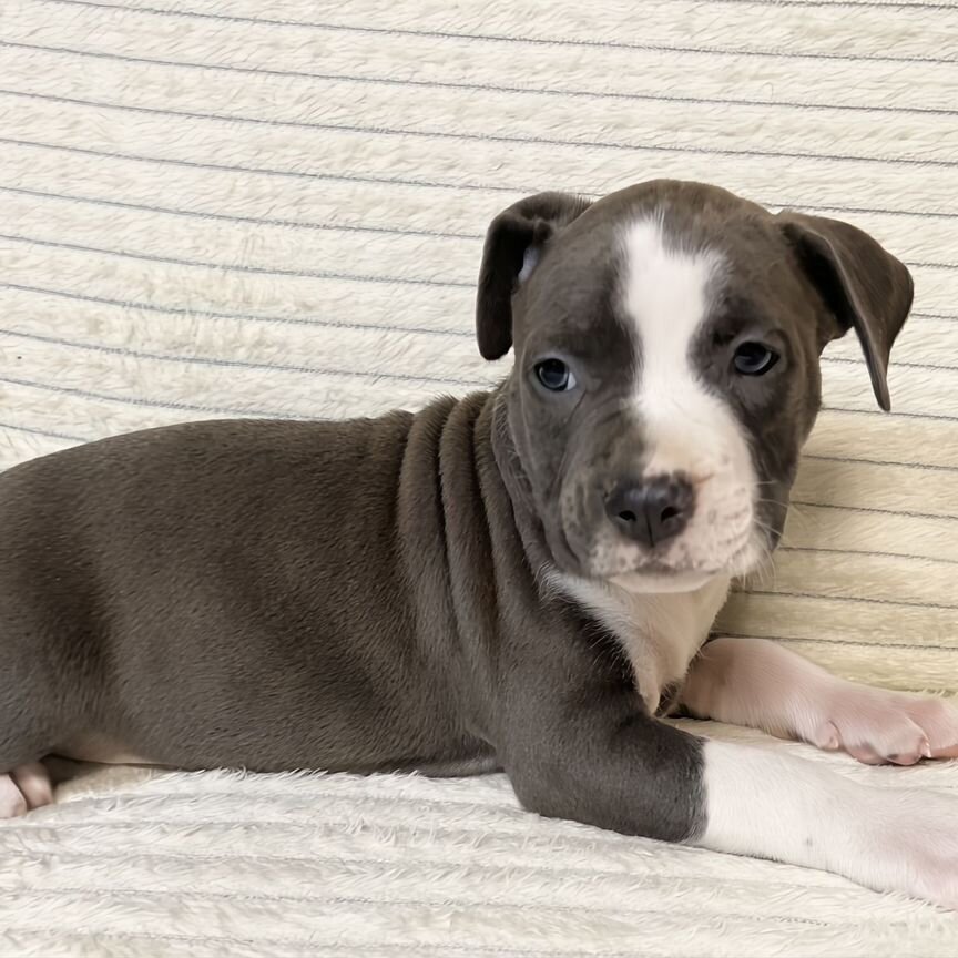 Американский стаффордширский терьер, щенок