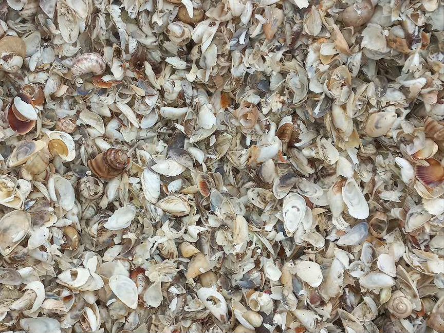 Кормовая ракушка