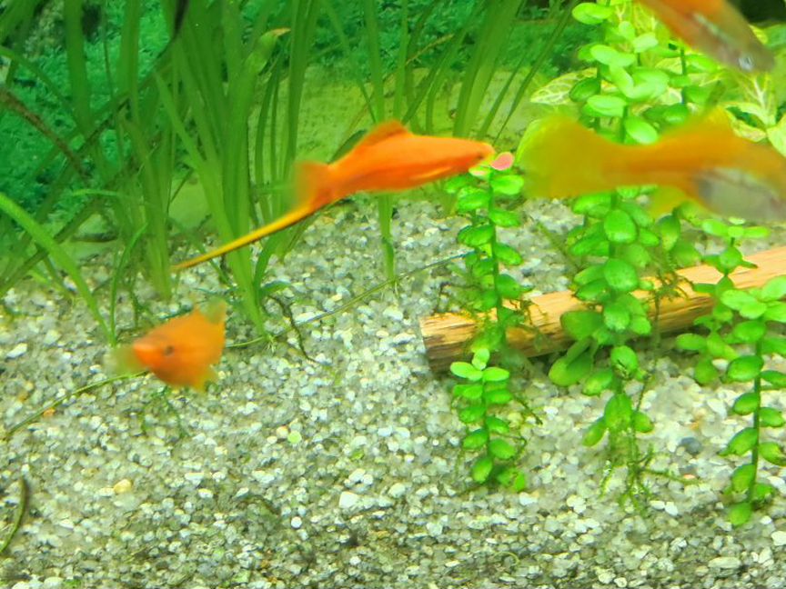 Аквариумные рыбки