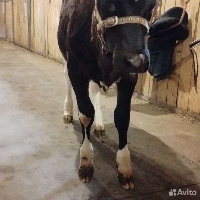 Тёлка 4 месяца