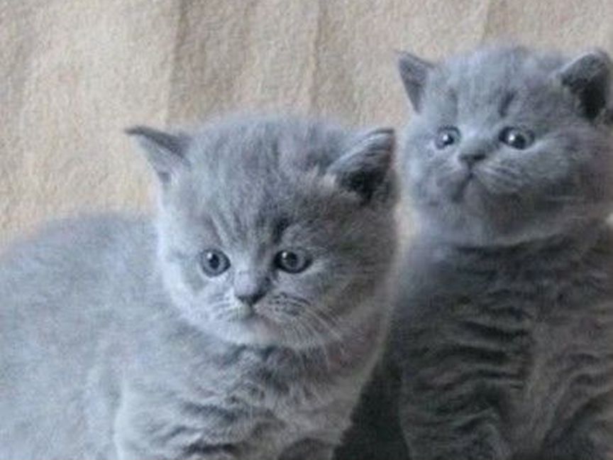Котята плюшевые британцы