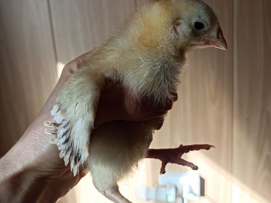 Цыплята бройлеры