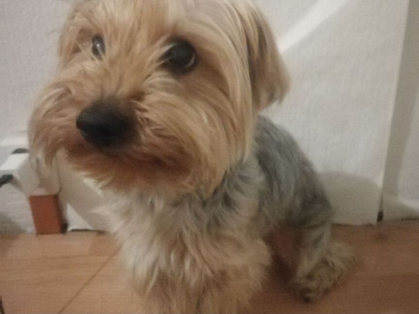 Йоркширский терьер