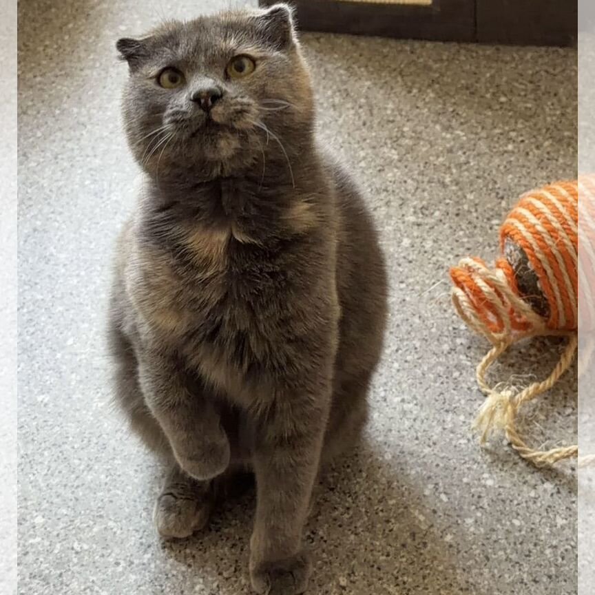 Шотландский вислоухий короткошёрстный котёнок