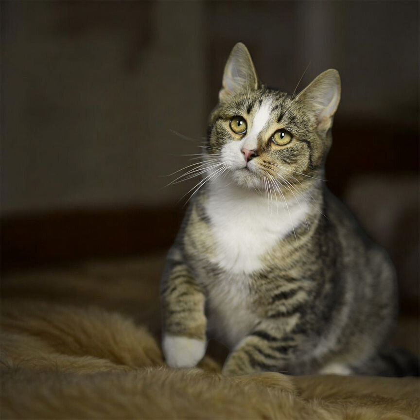 Котенок Тишка в добрые руки