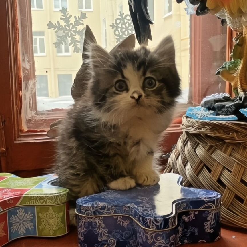 Котёнок в добрые руки