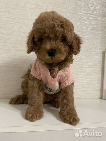Мини мальтипу девочка ред браун