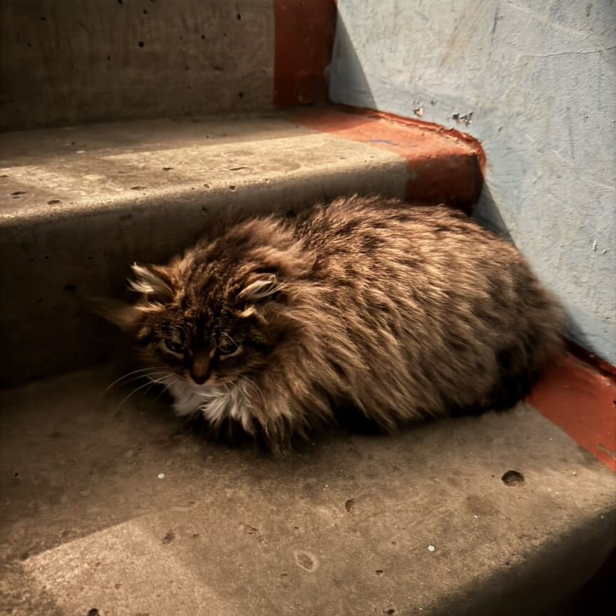 Кошка на передержку. Помогите