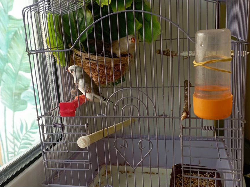 Зебровые амадины