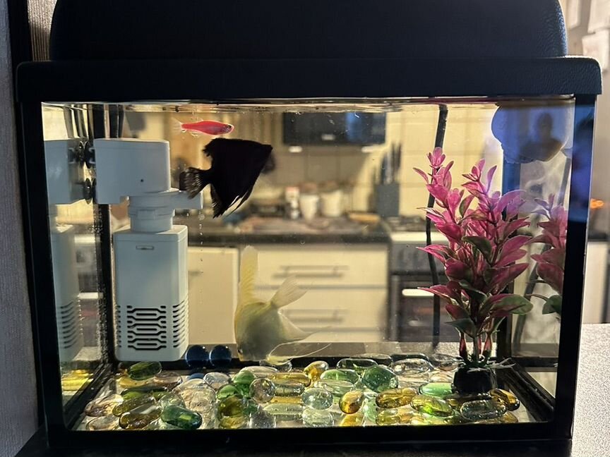 Аквариум 5л с рыбками