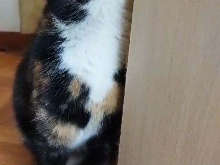 Кошка