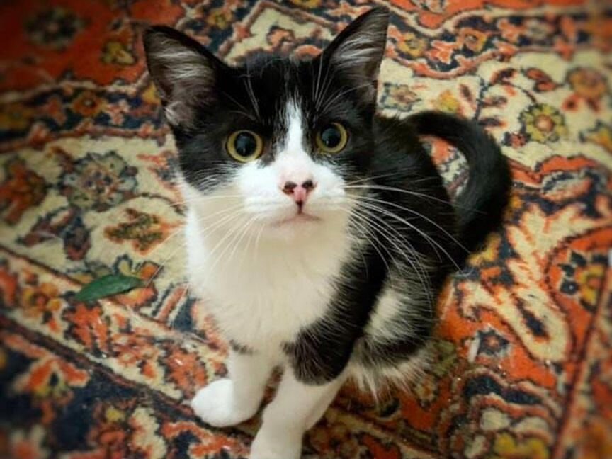 Котёнок ищет друзей