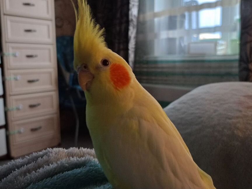 Попугай Корелла девочка 1,5 года