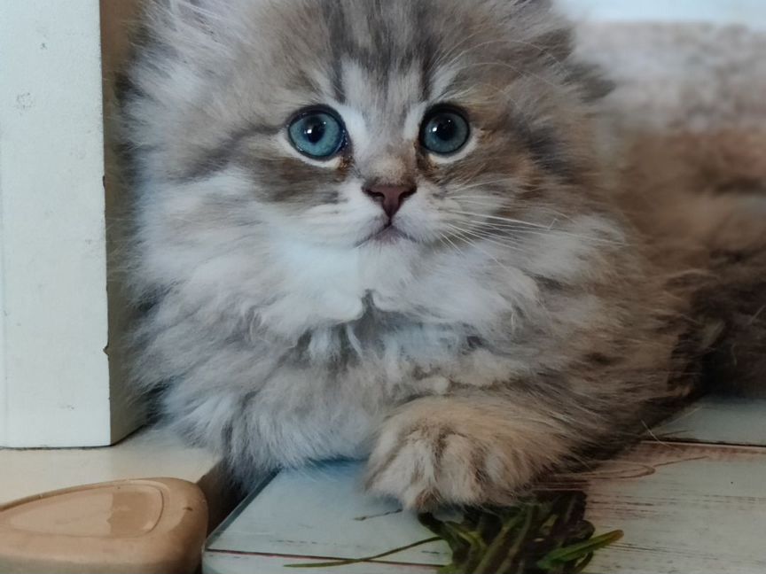 Добрейший британский котенок