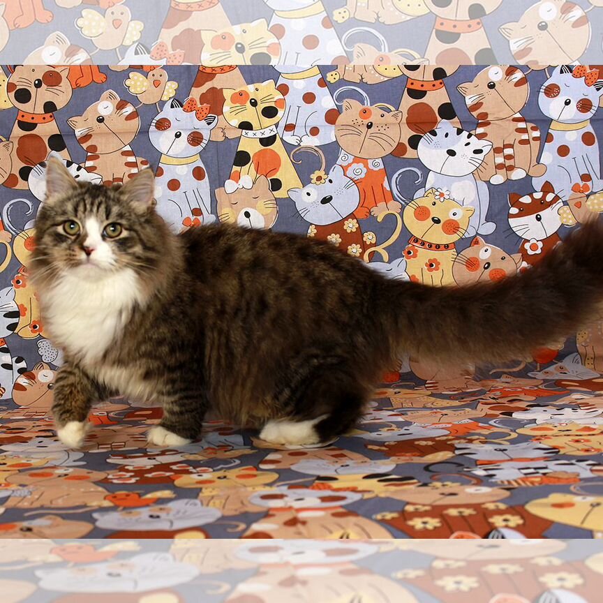Сибирский котик