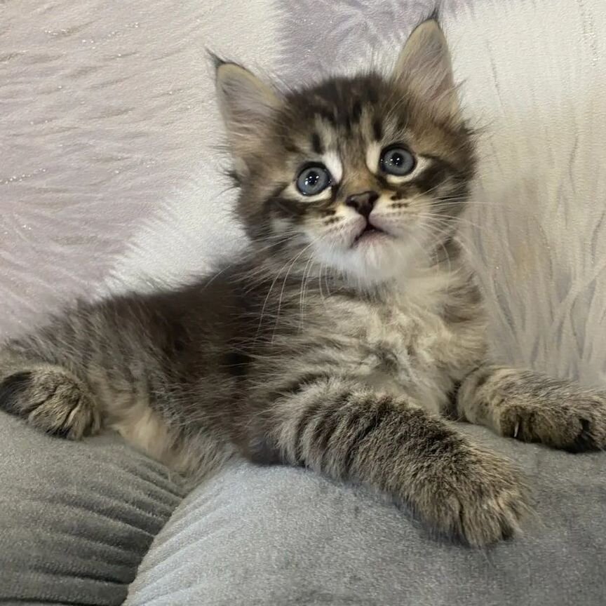 Мейн-кун котёнок