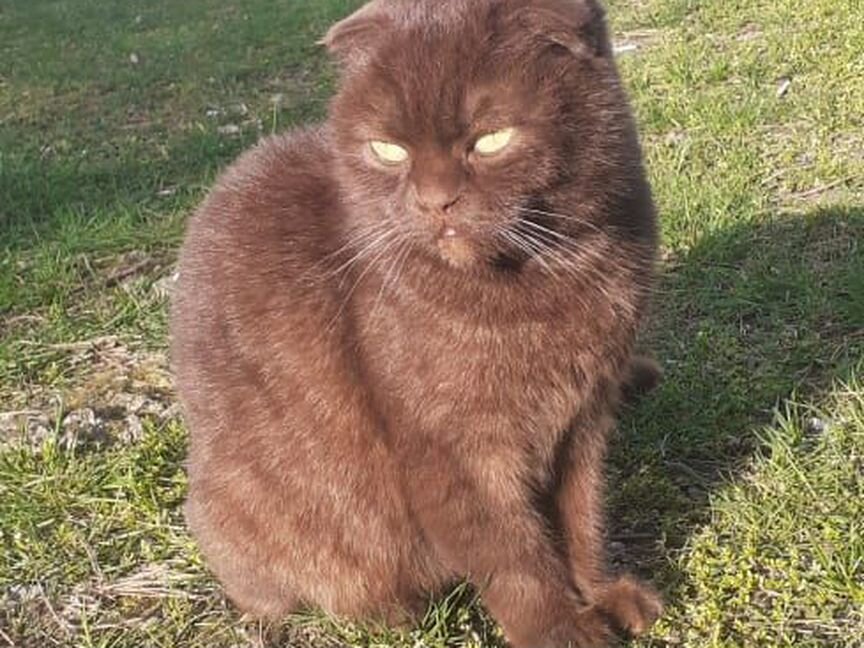 Шотландская вислоушка. Кошка потеряшка