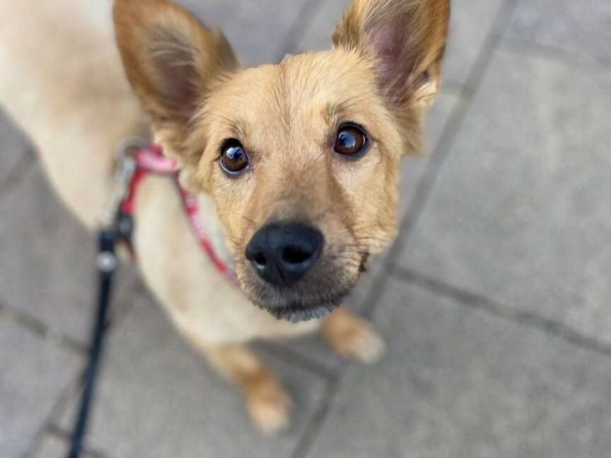 Солнечная лисичка ищет дом