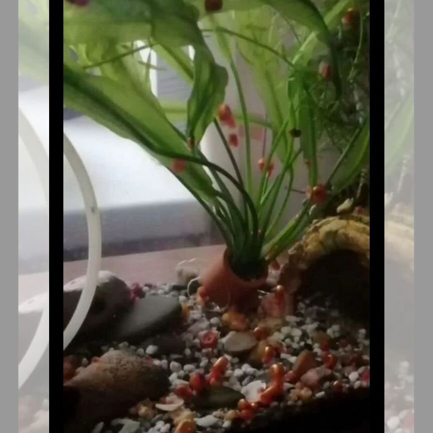 Улитки аквариумные