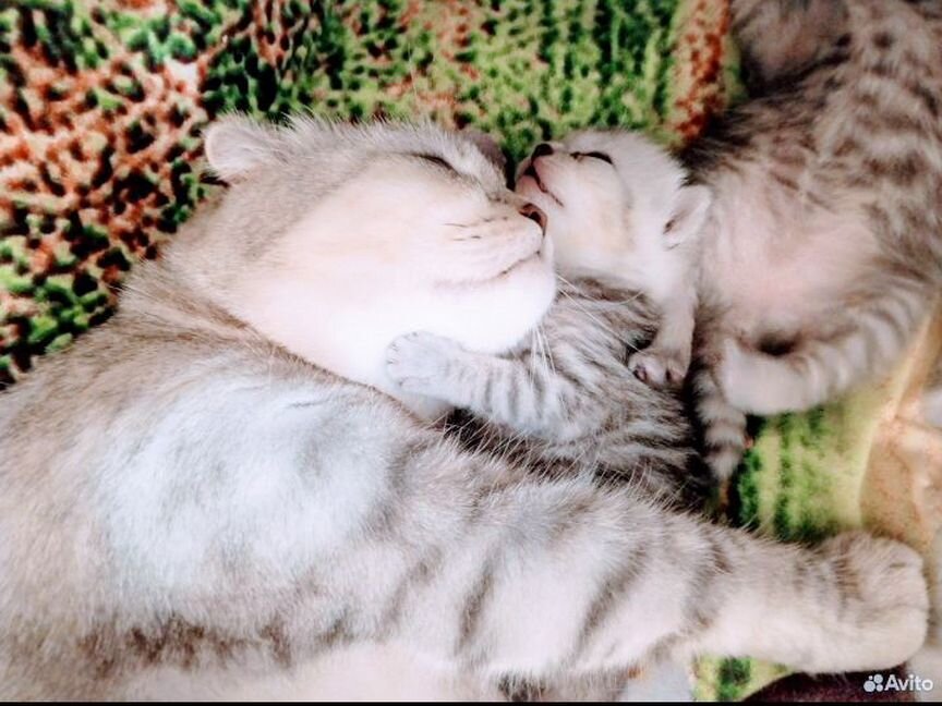 Шотландские котята