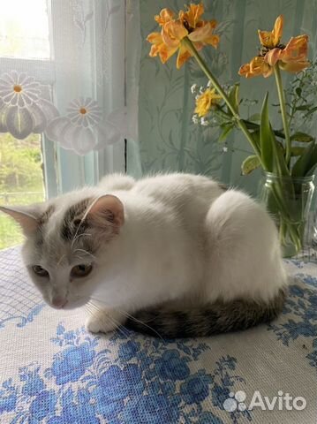 Кошка