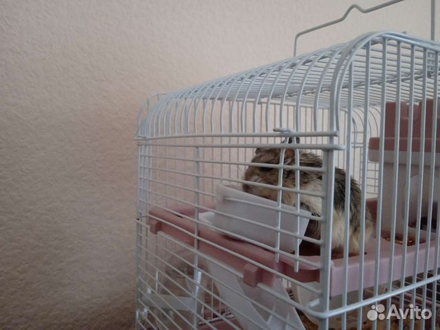 Хомячок Кемпбелла