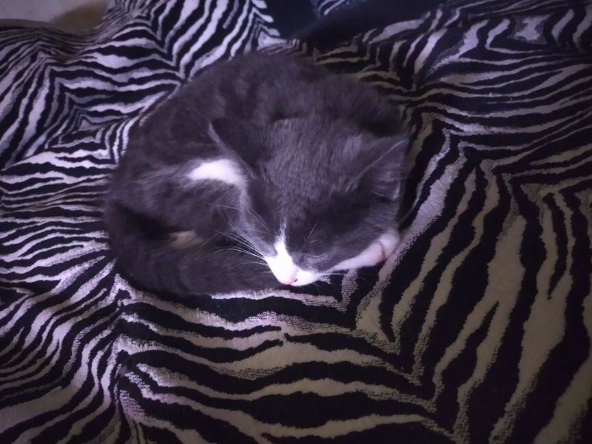 Кошка в дар