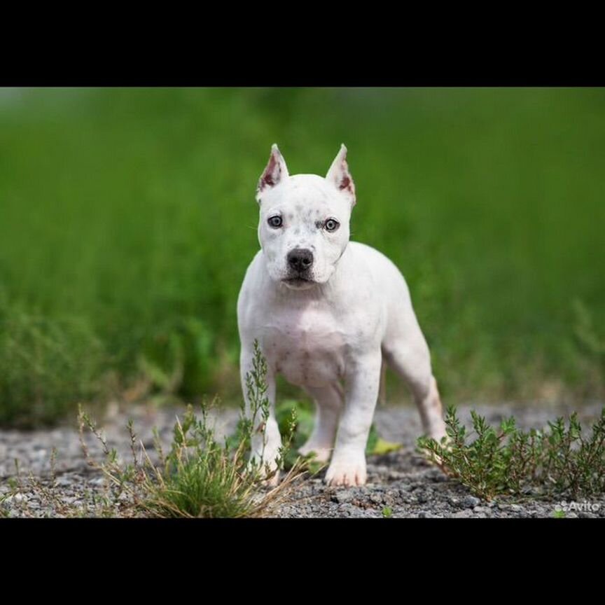 Продам були