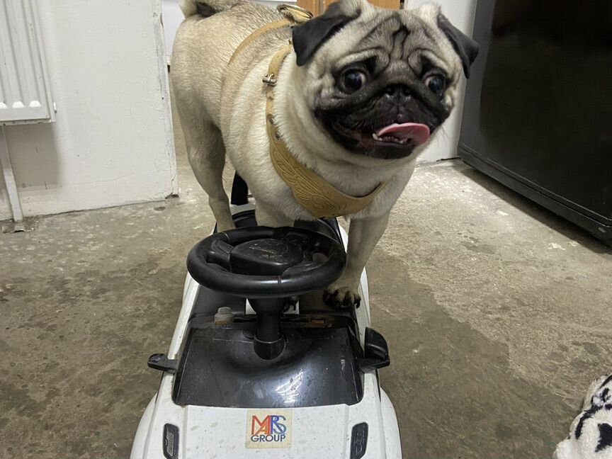 Мопс вязка мальчик