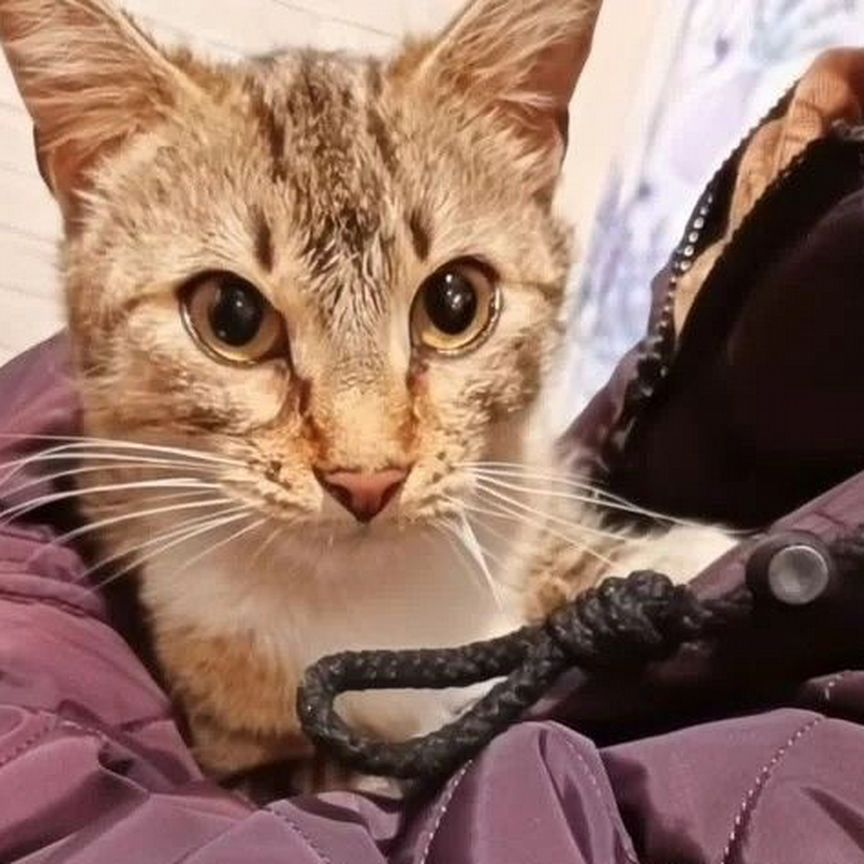 Взрослая кошка от частного владельца