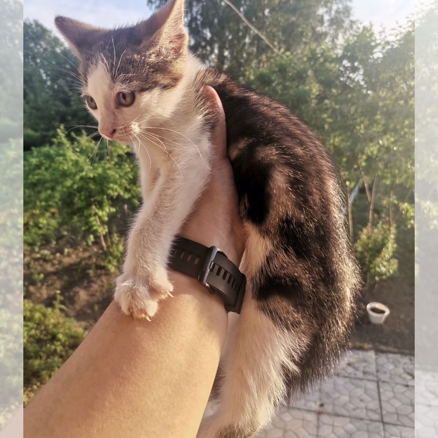 Котёнок в добрые руки