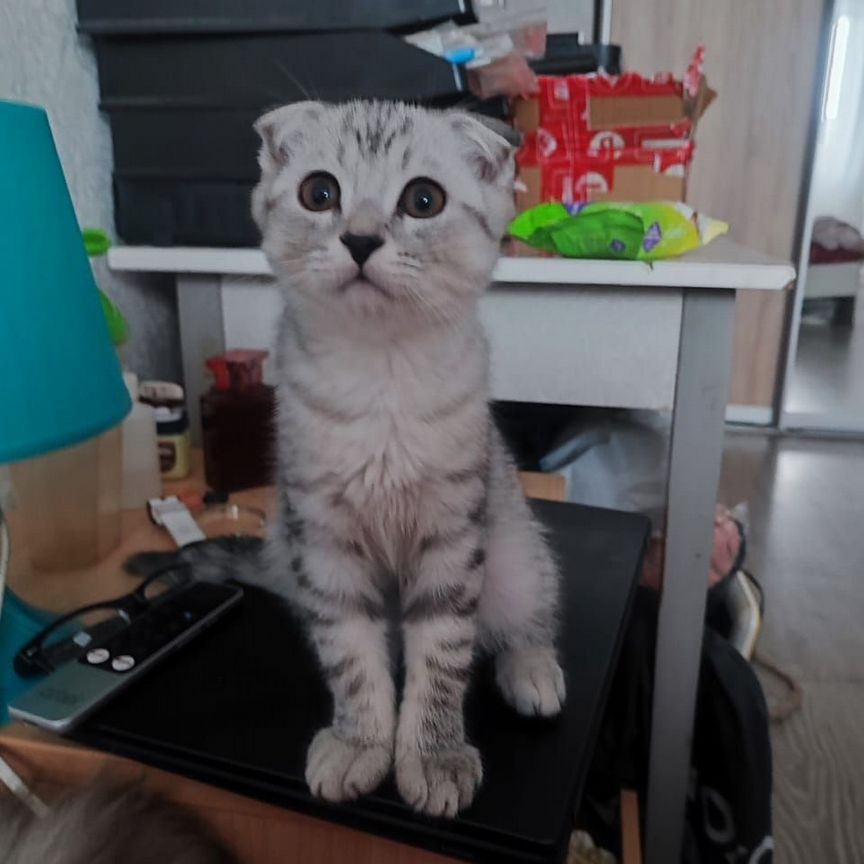 Шотландский вислоухий котик