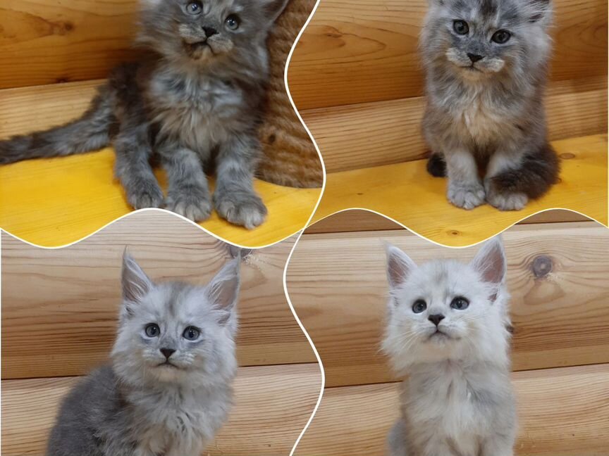 Шикарные котята мейн-кун серебро