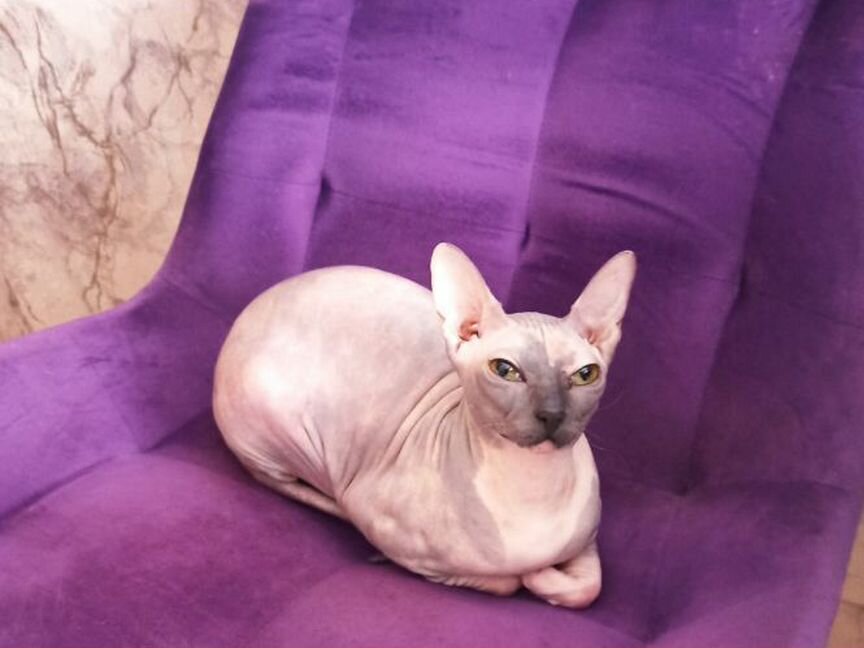 Донской сфинкс кошка