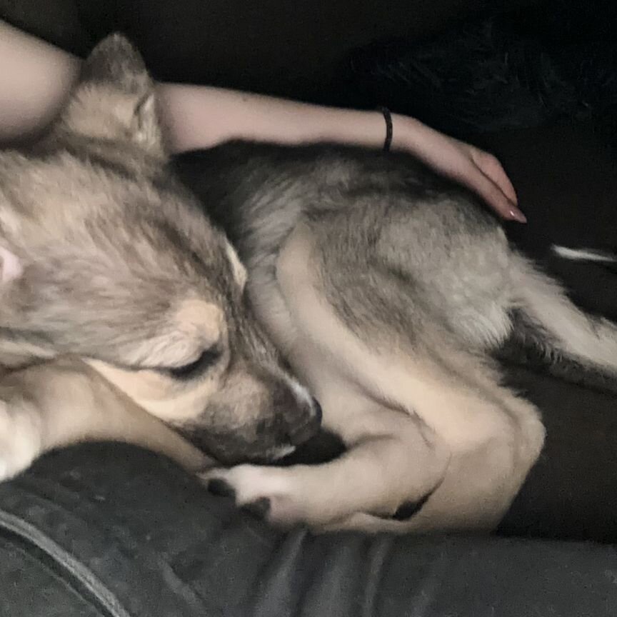 Щенок в добрые руки