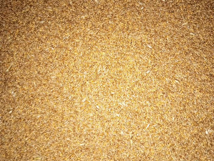 Зерно пшеница овёс