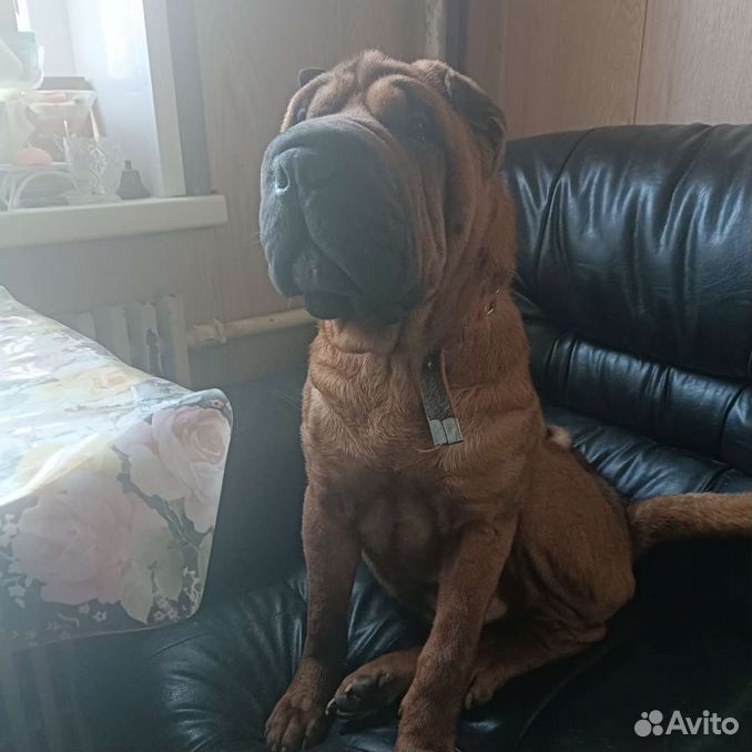 Шарпей бесплатно