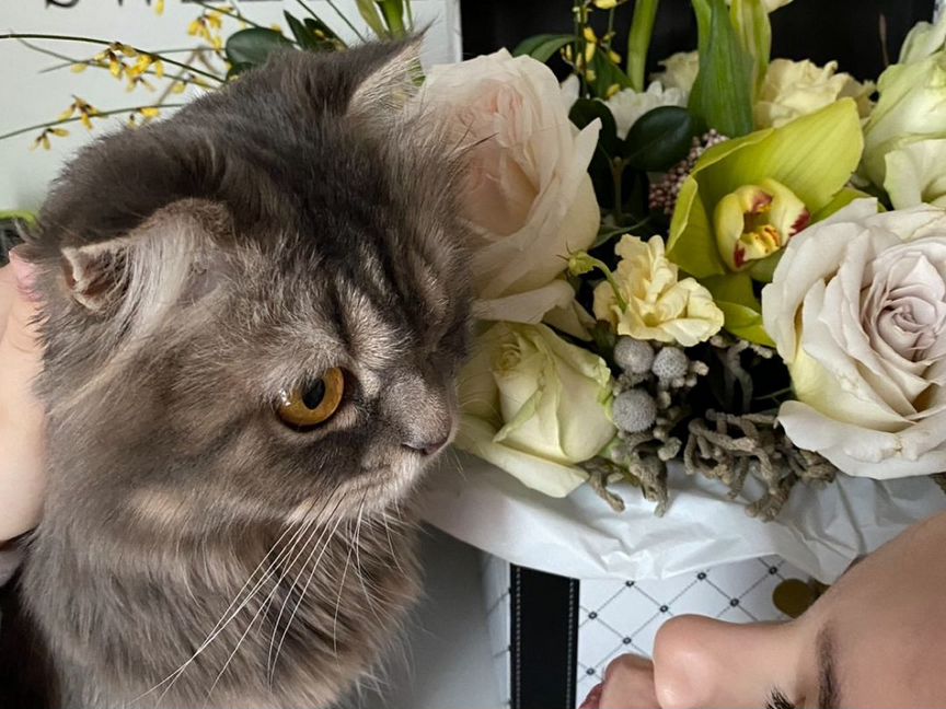 Кошечка хайленд фолд