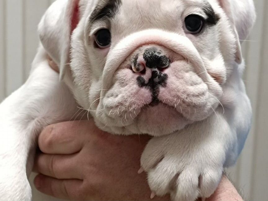 Английский бульдог