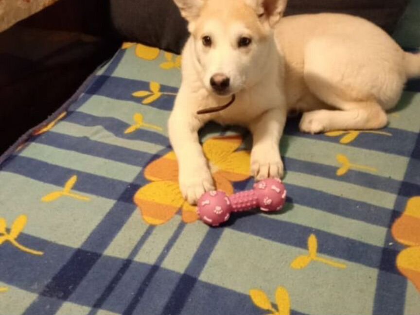 Собака в добрые руки