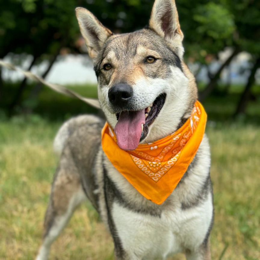 Красотка Тайра из приюта в добрые руки