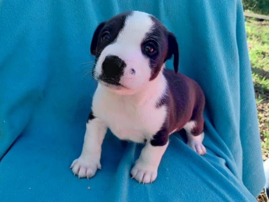 Щенки ищут дом